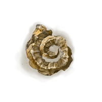 Elden Ring DLC Backhand Blade Tier List (Locations & Routes)